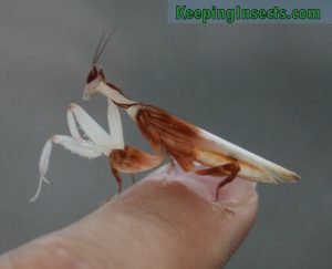 FAQ about praying mantises | Keeping Insects