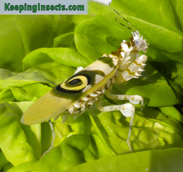 Spiny Flower Mantis - Pseudocreobotra wahlbergii | Keeping Insects