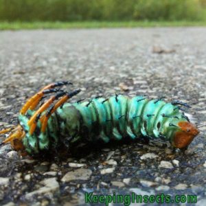 Hickory horned devil caterpillar | Keeping Insects