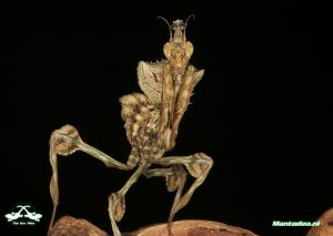 Devils Flower Mantis - Idolomantis diabolica | Keeping Insects