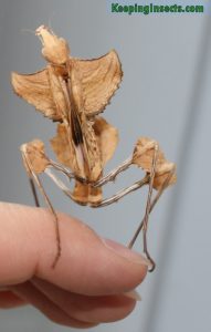 Devils Flower Mantis - Idolomantis diabolica | Keeping Insects