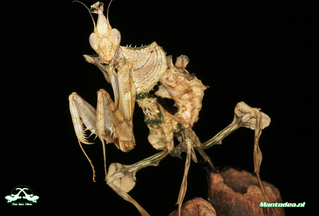 Devils Flower Mantis – Keeping Insects