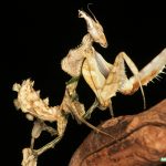 Devils Flower Mantis - Idolomantis diabolica | Keeping Insects