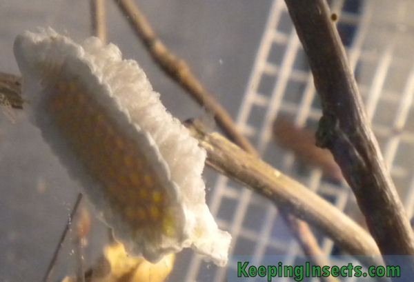 Caring for mantis ootheca and eggs | Keeping Insects