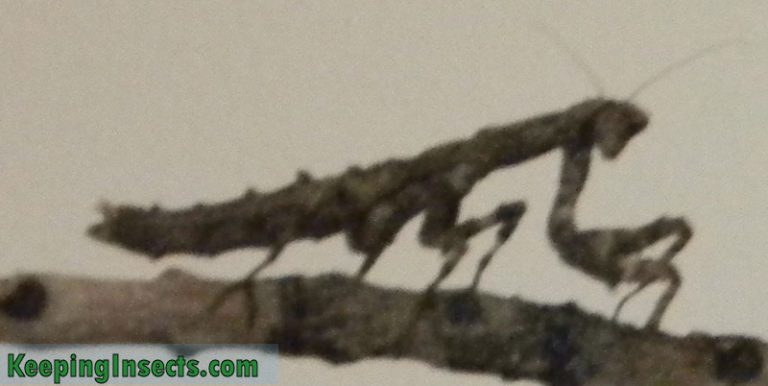 Popa spurca mantis pictures | Keeping Insects