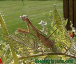 Taking care of a wild praying mantis | Keeping Insects