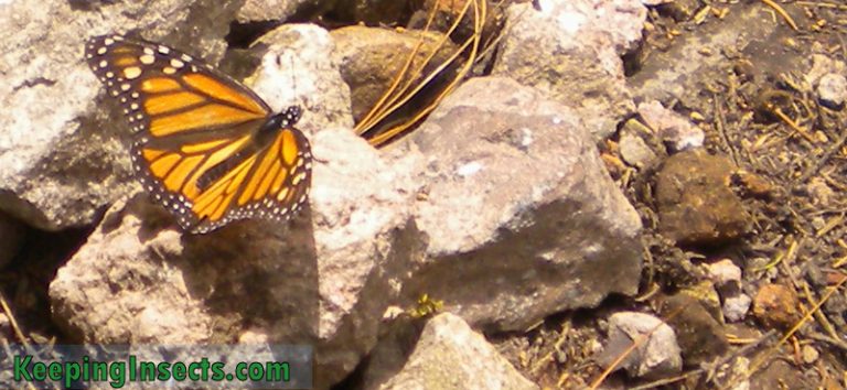Monarch Butterfly migrating | Keeping Insects