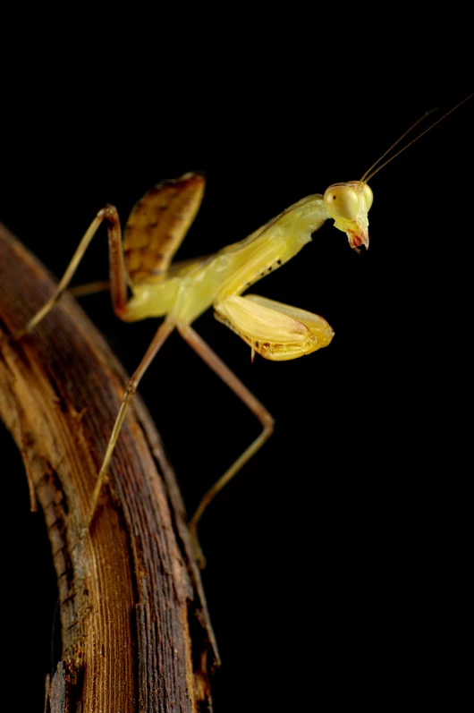 African Mantis – Keeping Insects