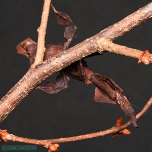 Ghost Mantis - Phyllocrania paradoxa | Keeping Insects