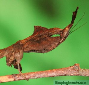 Ghost Mantis - Phyllocrania paradoxa | Keeping Insects