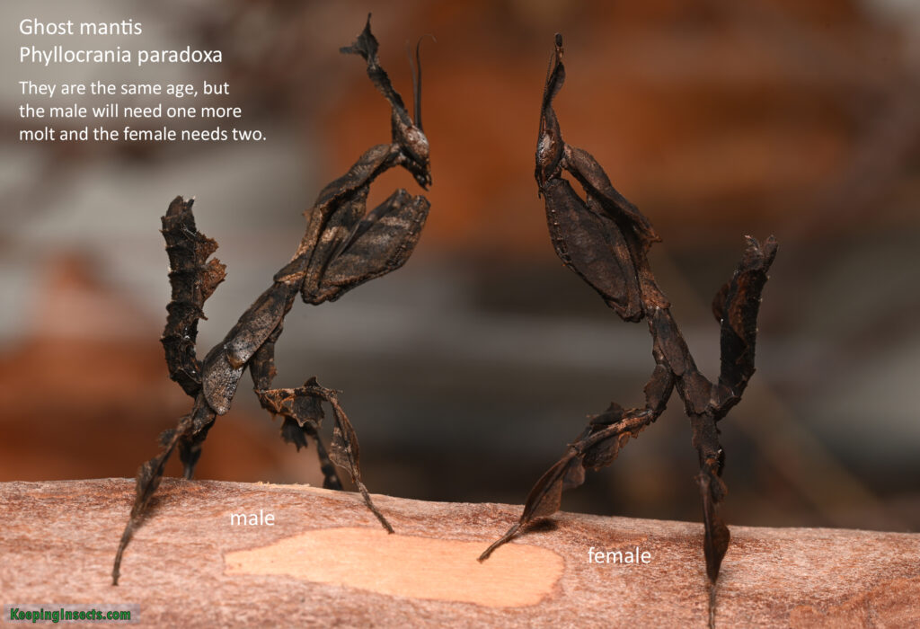 African Ghost Mantis