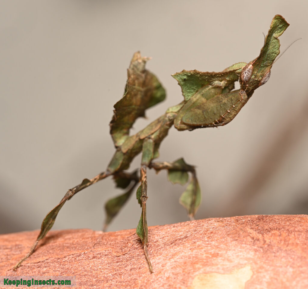 Ghost Mantis - Phyllocrania paradoxa | Keeping Insects