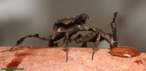 Taking care of your pet praying mantis | Keeping Insects