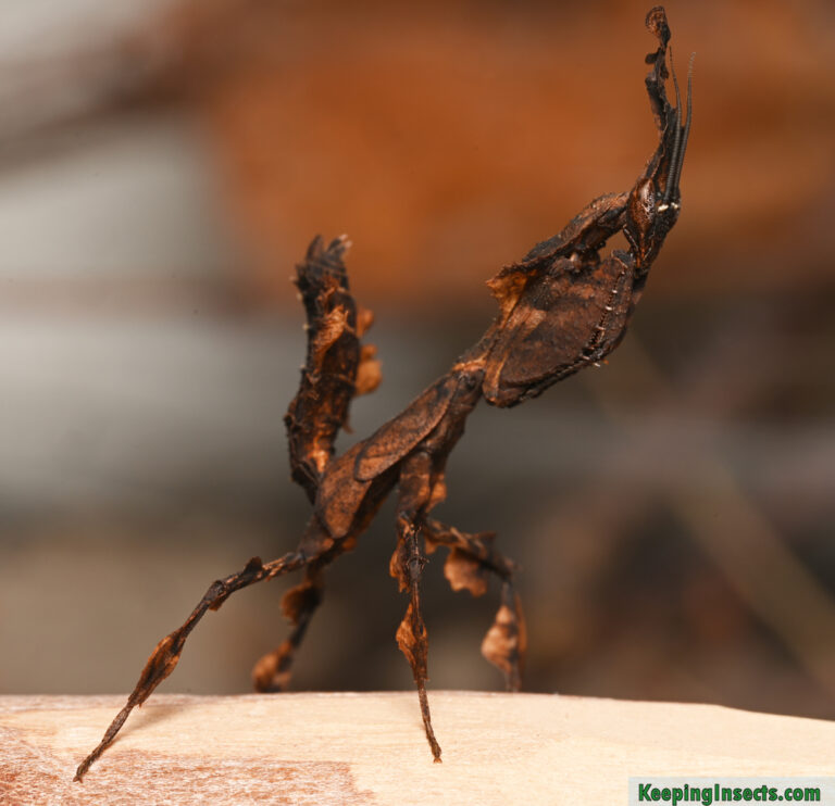 Ghost Mantis - Phyllocrania paradoxa | Keeping Insects